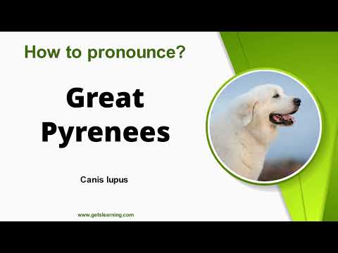 How to Say Great Pyrenees (dog breed) in American Accent