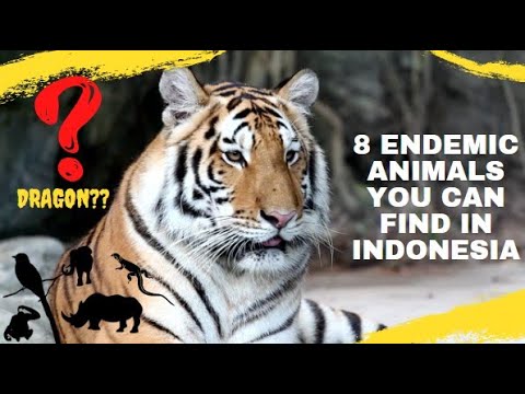 8 Endemic Animals You Can Find in Indonesia