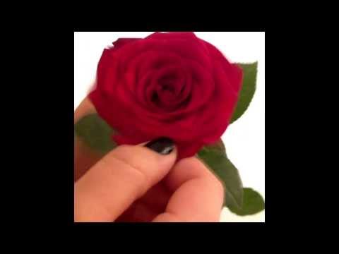 Boucle - The Joy Of Beauty