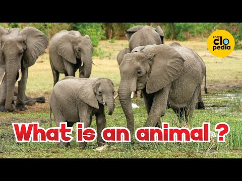 What is an animal ?