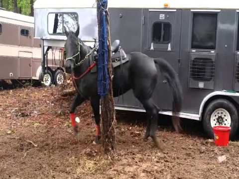 Bounty hunter saddle club black ivy