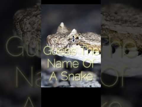 Guess The Name Of A Snake🐍 #shorts #nature #animals #world #earth #snake
