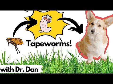 What TAPEWORMS look like and how a veterinarian treats them