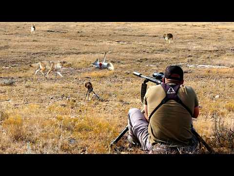 The Best Coyote Hunting Video Ever Filmed | 18 Down | Daytime Calling Action In 4k | Fall 2024