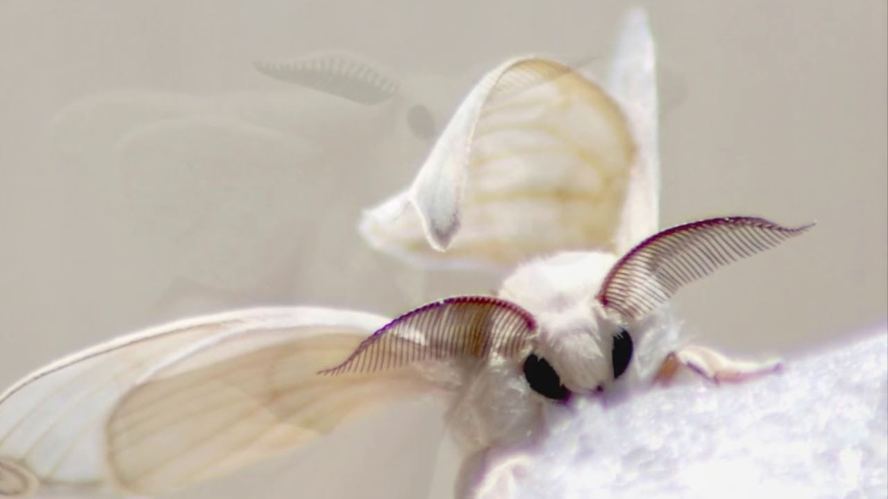 Some moths are cute