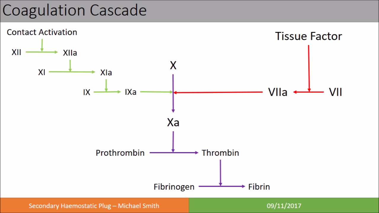 Secondary Haemostatic Plug pptx