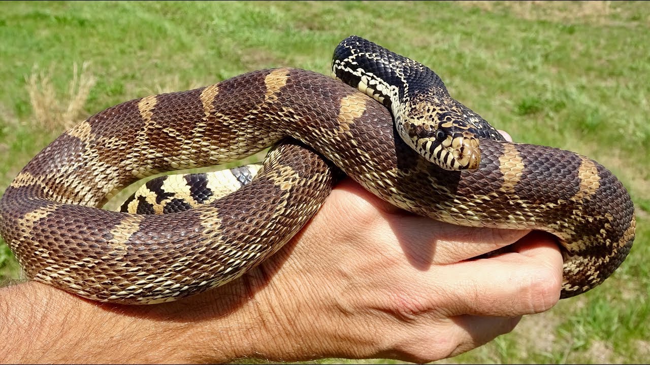 Field Herping | Kankakee Snakes