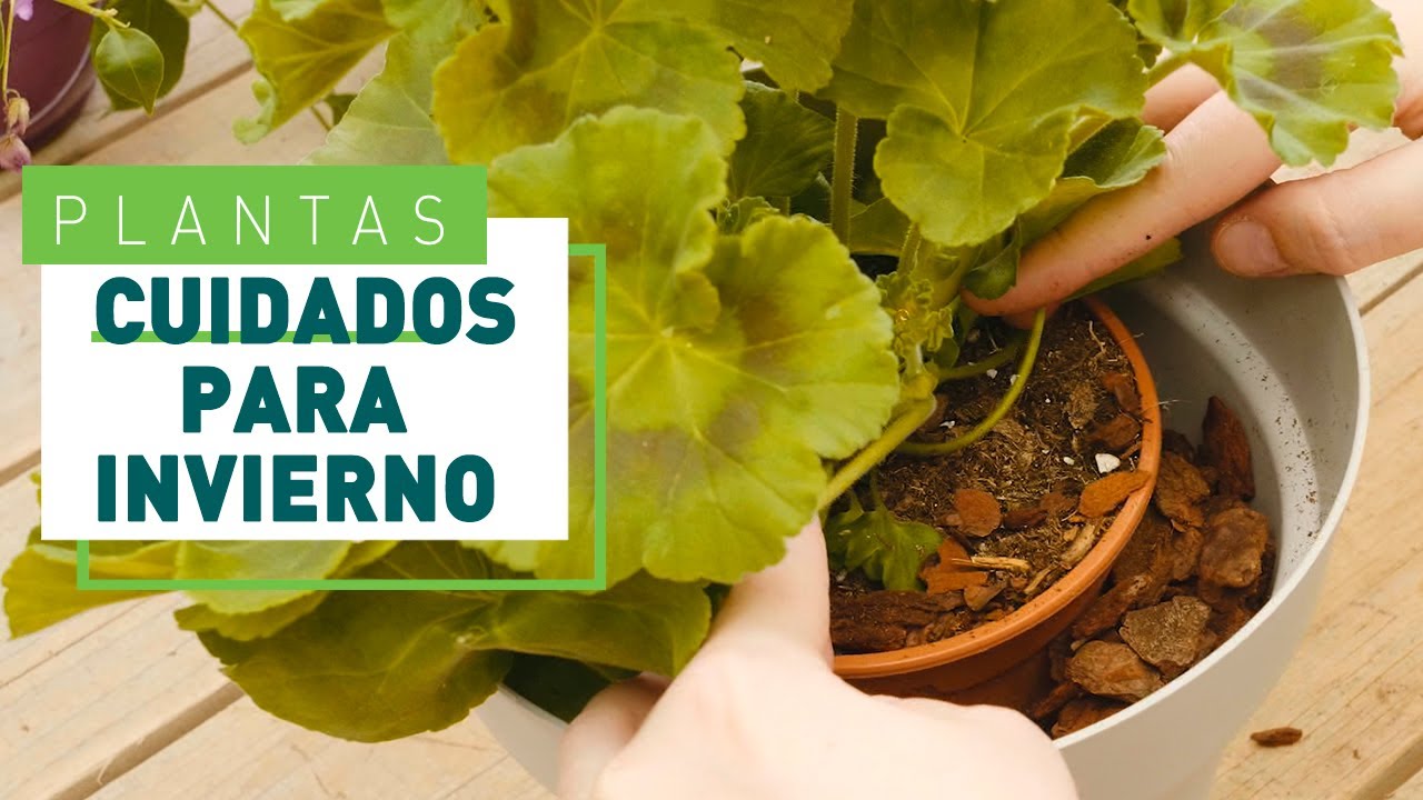 Cómo cuidar las plantas en invierno | Consejos en VERDECORA
