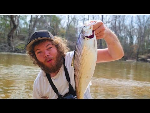 Fish of a 1,000 cast! American/Hickory SHAD