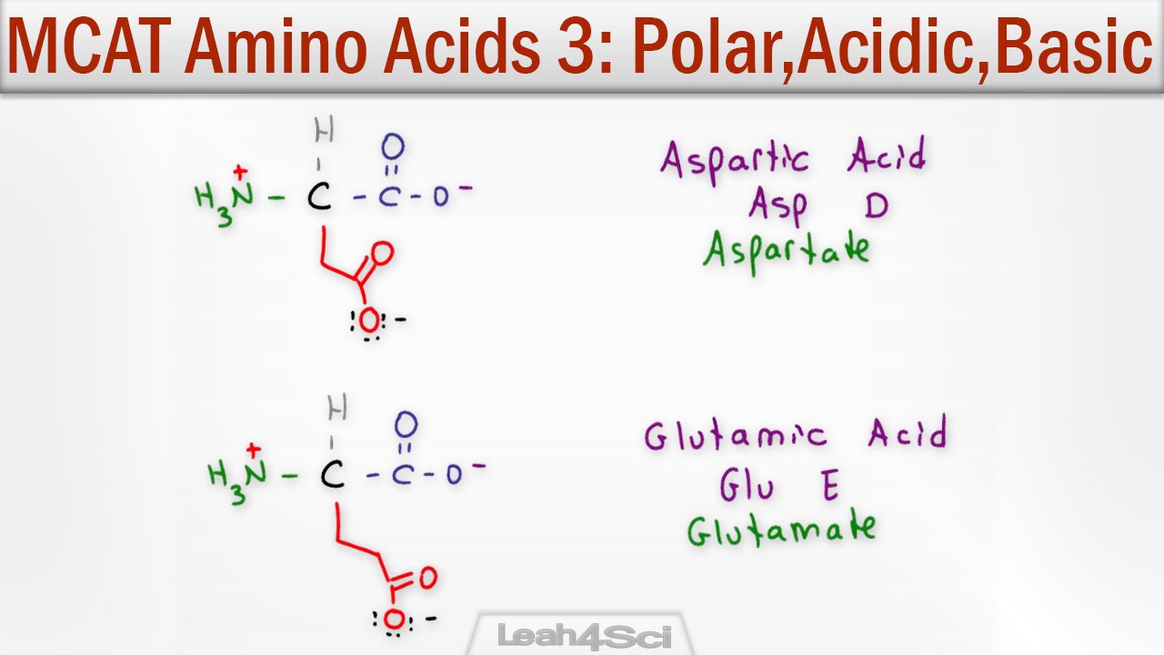 Polar Acidic and Basic Amino Acids