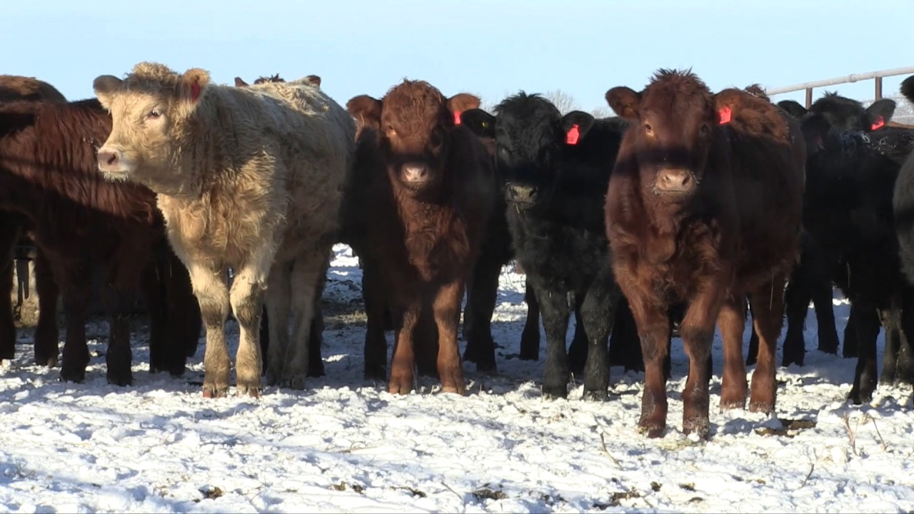 Beef School Ep 4  - Heifer Selection