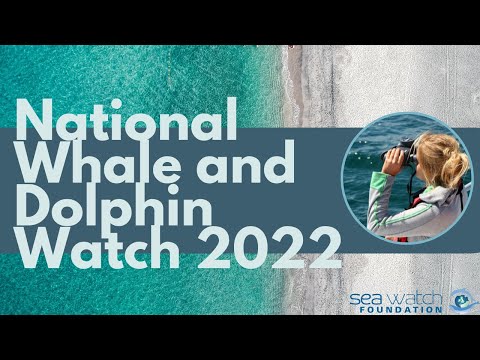 Sea Watch Foundation » National Whale & Dolphin Watch