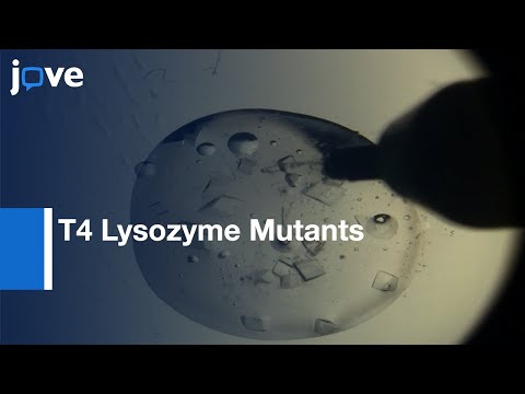 Azaborines and Protein Complexes Synthesis with T4 Lysozyme Mutants | Protocol Preview