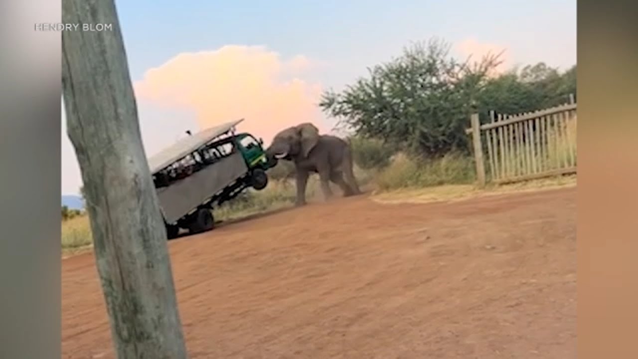 Angry elephant uses tusks to lift safari car into the air
