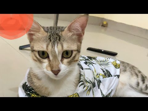 Fur Baby Gut Health (All about prebiotics and probiotics)