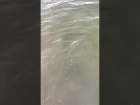 Catching Trout on Mansfield Knockers Lures
