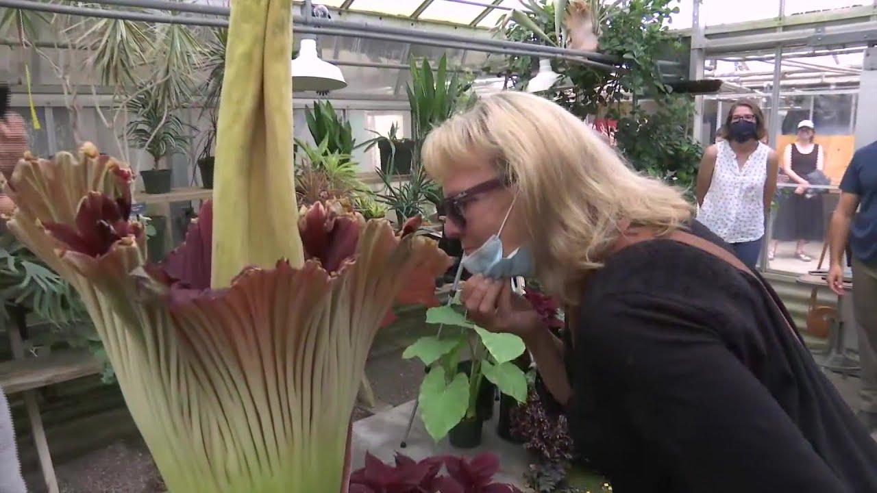 Corpse flower blooms at Cal Poly, bringing hundreds of visitors to view the rare plant