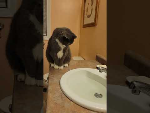 Water Cat Pt. 2