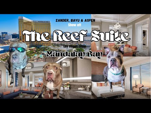 Reef Suite Mandalay Bay, Las Vegas