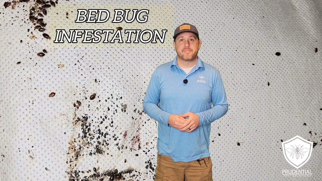 Huge Bed Bug Infestation resolved using bed bug vacuum