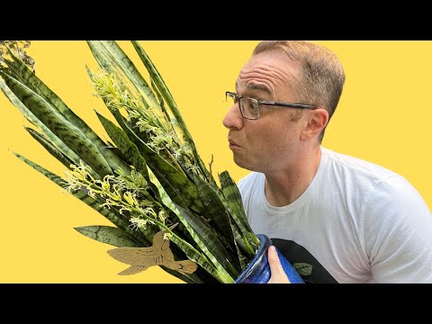 Blooming Snake Plants: Does It Mean It's DYING???