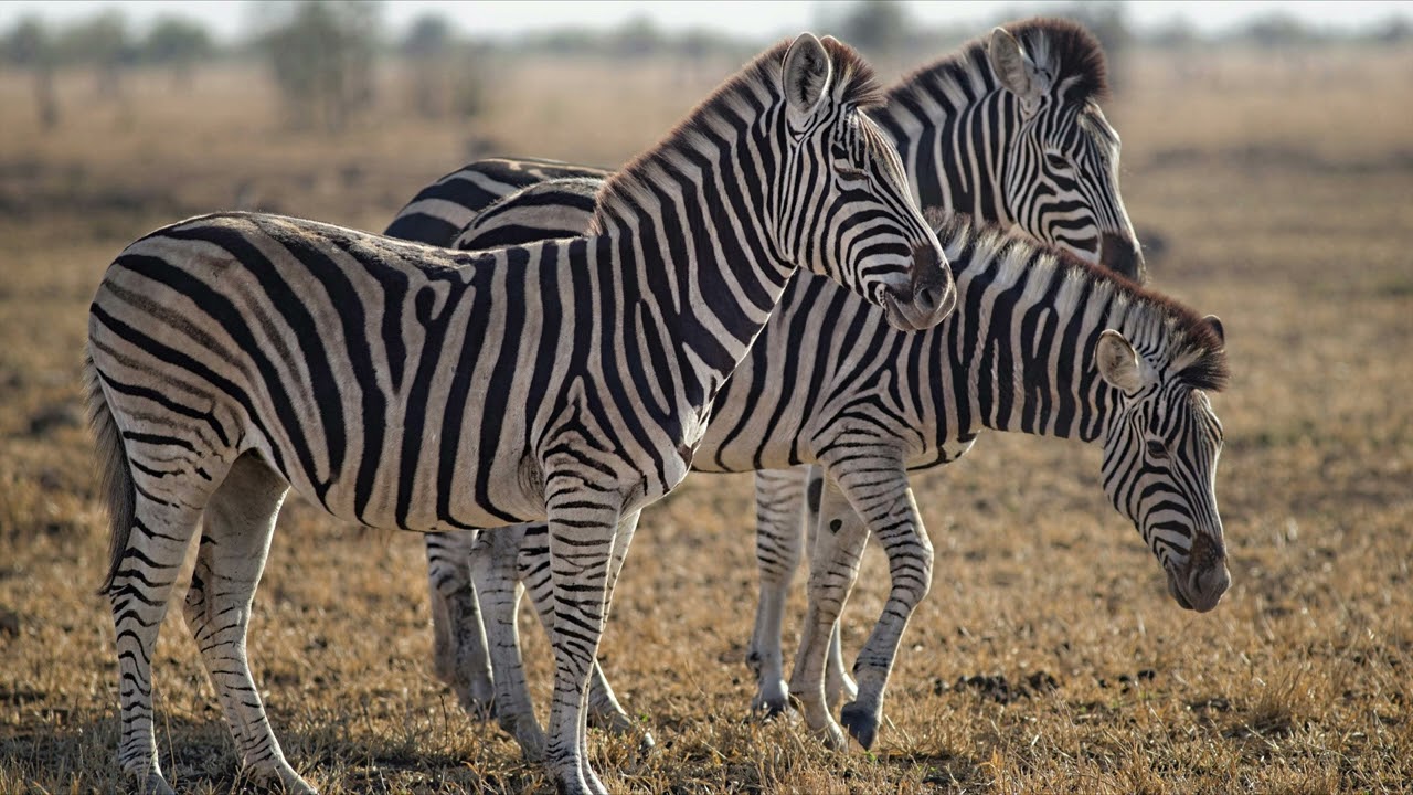 Zebra 4k Wallpaper Art TV Screen Saver