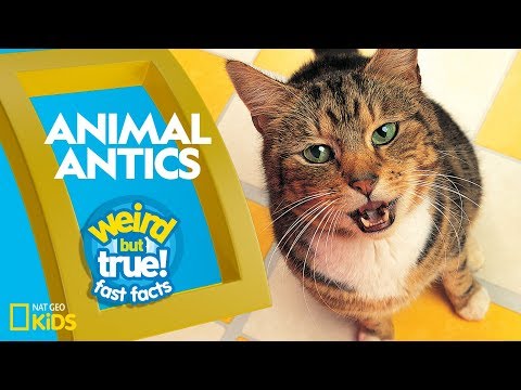 Animal Antics - Weird But True! - Fa…: English ESL video lessons
