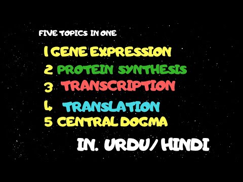 gene expression | protein. synthesis | transcription | translation | central dogma in Urdu Hindi