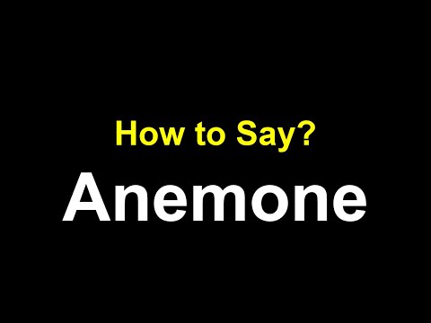 How to Pronounce Anemone – Correct Pronunciation