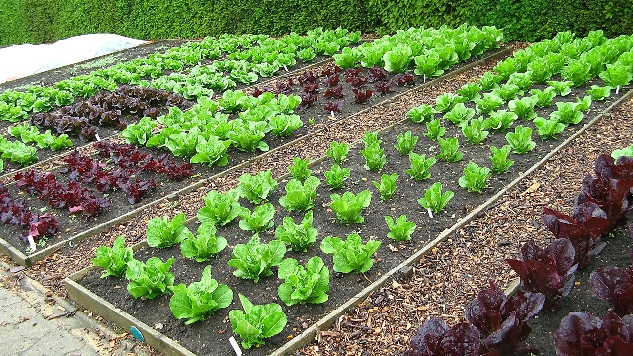 9 CULTIVOS que Puedes COSECHAR en menos de 30 DÍAS