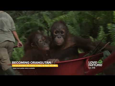 DensTV | ROCK Extreme | Becoming Orangutan Promo Video