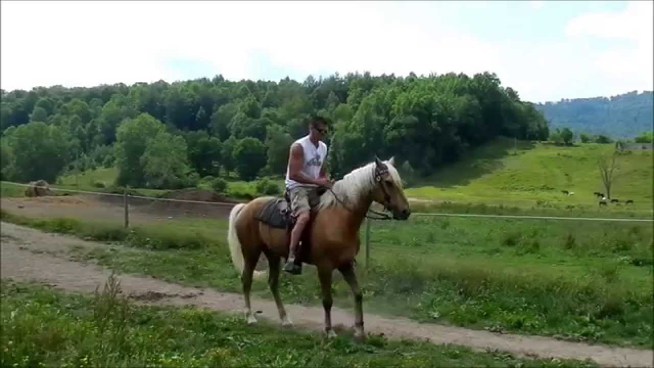 KIMOSABI - SHADOW RIDGE STABLES