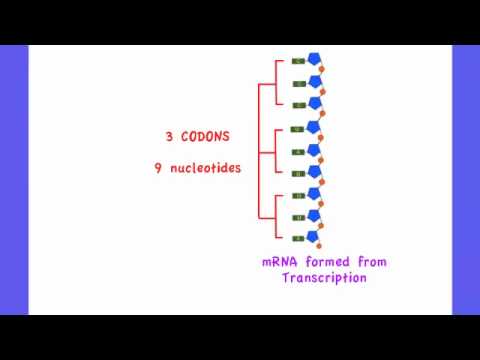 3.5.3 Describe the genetic code in terms of codons composed of triplets of bases