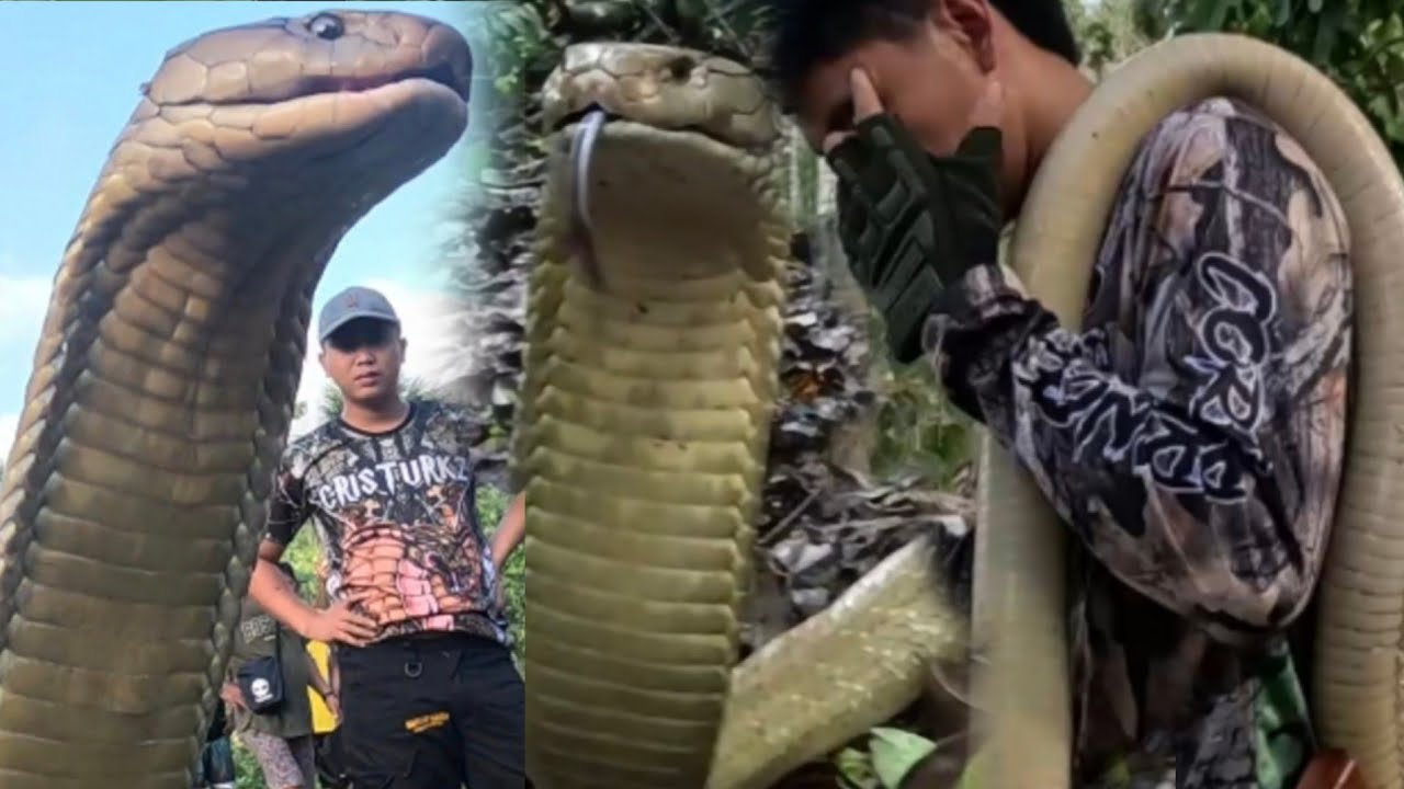 Dalawang King Cobra ang Hinarap ng Tinaguriang “Cobra Prince ...
