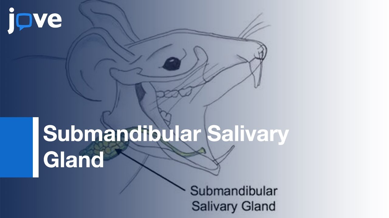 Submandibular Salivary Gland Cannulation via Wharton's Duct | Protocol Preview