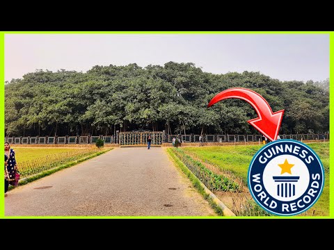 Botanical Garden Kolkata 225 Years Old Banyan Tree In Hindi | Botanical Garden Kolkata Tour In Hindi