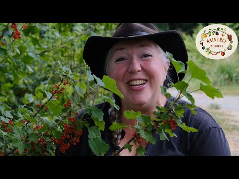 Raintree Nursery's Currant Growing Guide