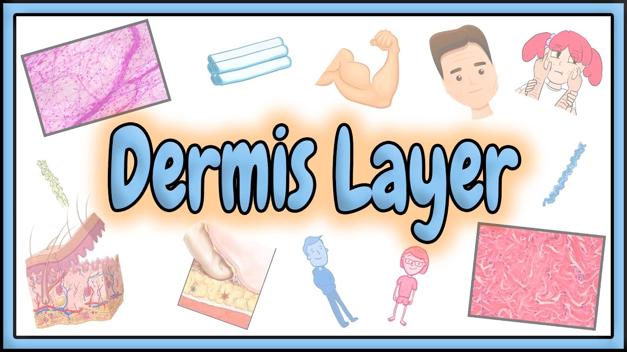 42. Dermis Layer Anatomy