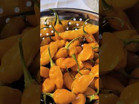 REAL HERITAGE DATIL PEPPER SEEDS FOR YOU!