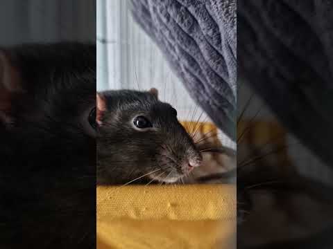 Happy rat boggling