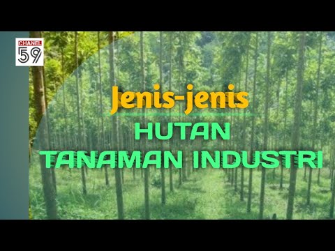 Apa Itu Hutan Tanaman? Dan Apa Saja Jenisnya? Jawabannya Akan Kamu Dapatkan dalam Video ini !!!