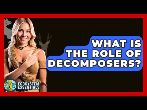 What Is The Role Of Decomposers? - Ecosystem Essentials