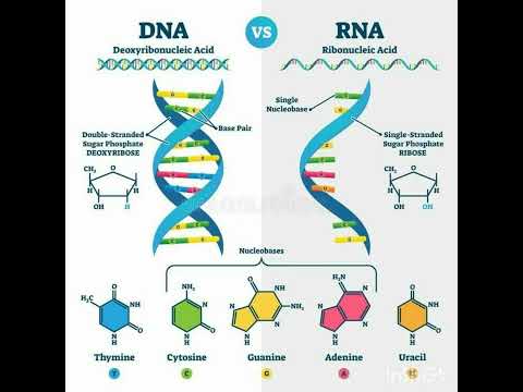 structure of D.N.A and R.N.A