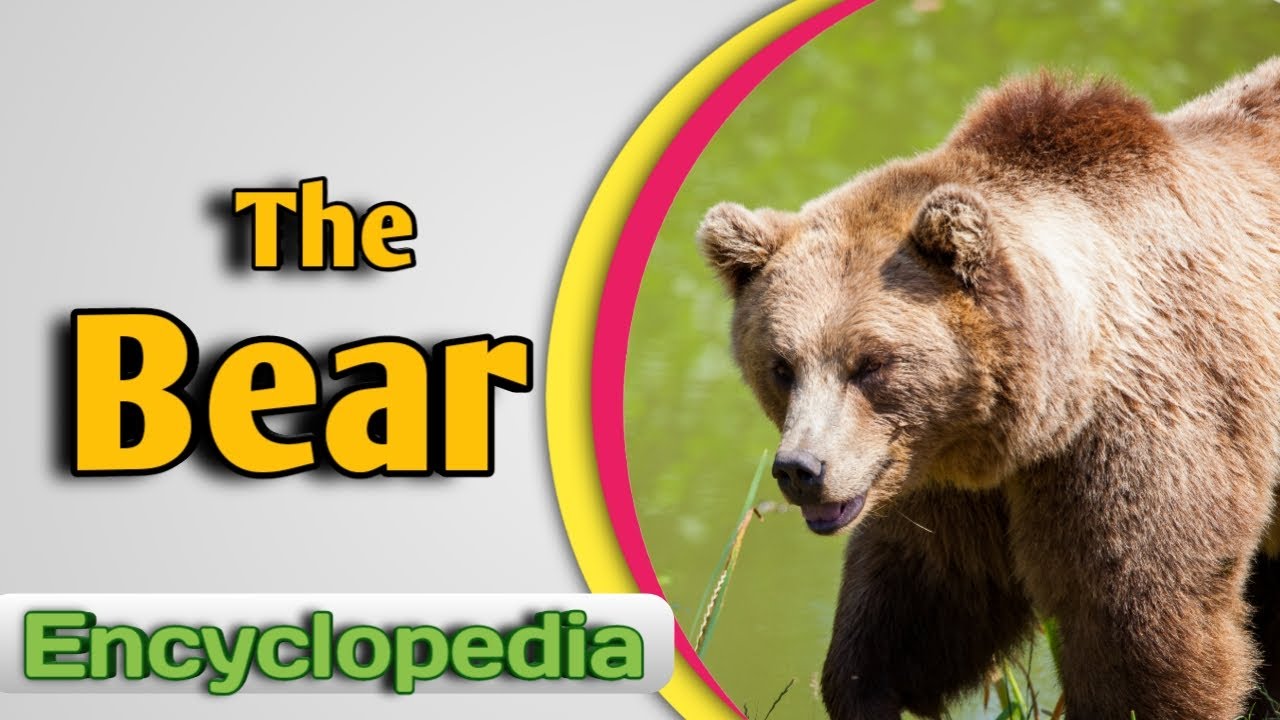 The Bear – Audio / Video Encyclopedia