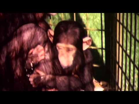 The Secrets of The Tea Chimps Trailer
