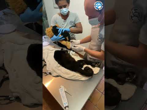Howler Monkey Baby Pulled From Dead Mother's Arms