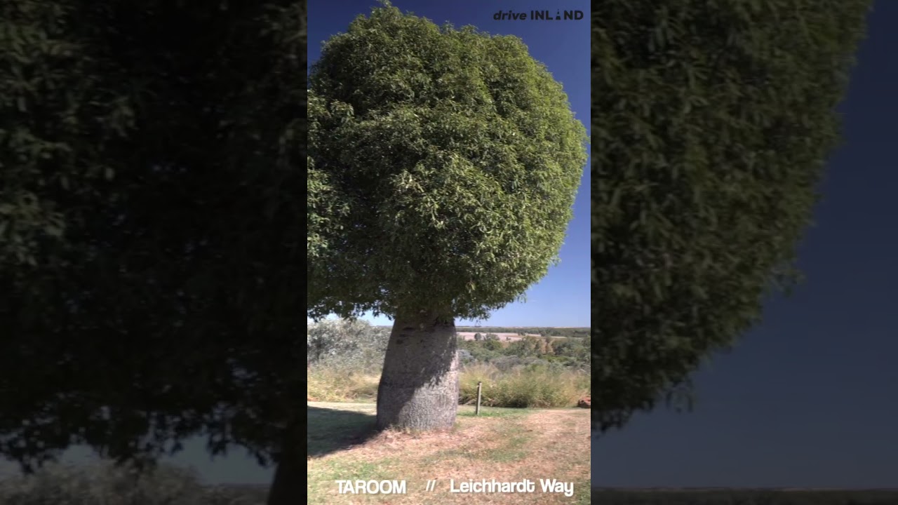 Taroom   Leichhardt Tree