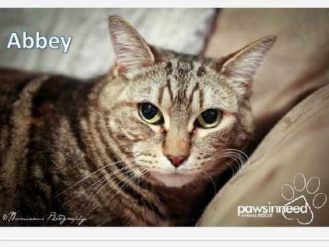 PAWS IN NEED ANIMAL RESCUE :Adoptables3 movie