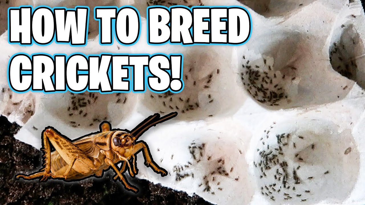 How to Breed Crickets!