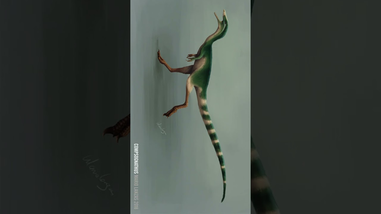 Compsognathus Short #compsognathus #dinosaur #animalfacts #jurassicjune #pridemonth